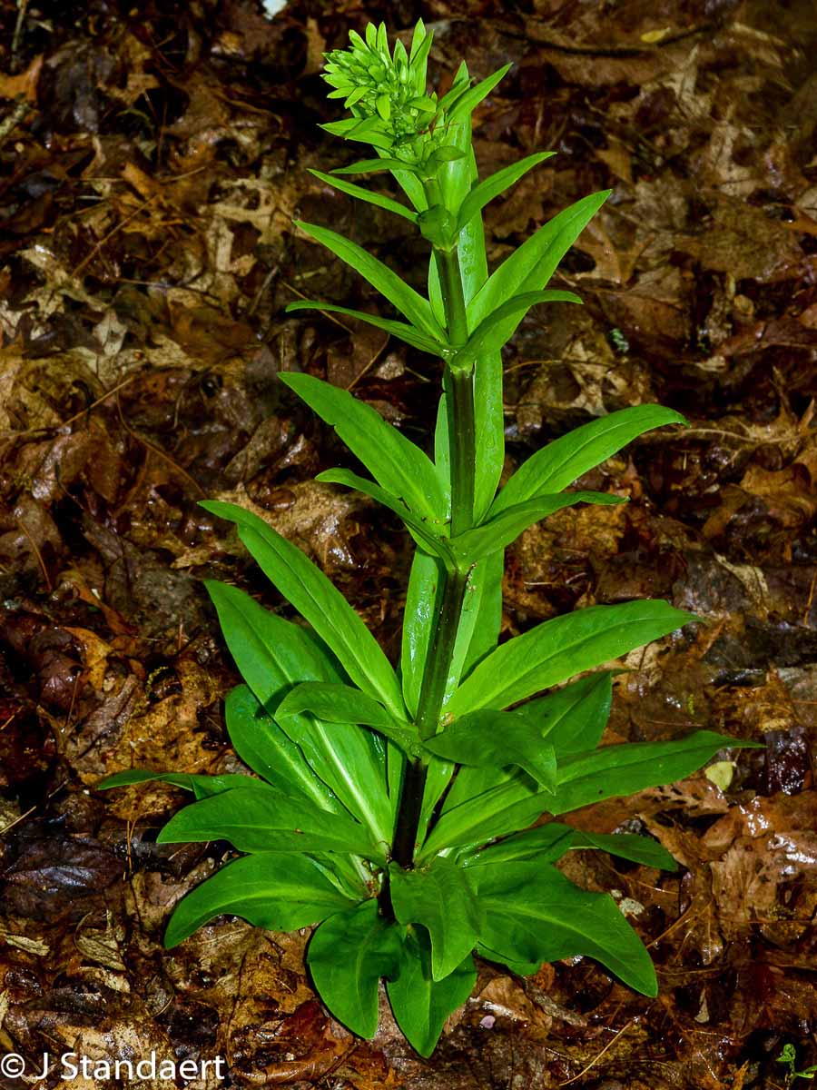 American Columbo (Frasera caroliniensis) [Gentianaceae] | Western ...