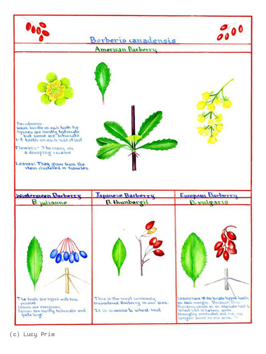 Our Rare American Barberry | Western Carolina Botanical Club