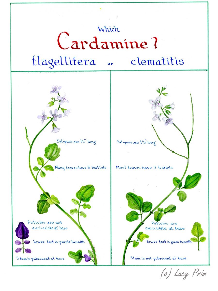Cardamine flagilifera or Cardamine clematitis? | Western Carolina ...