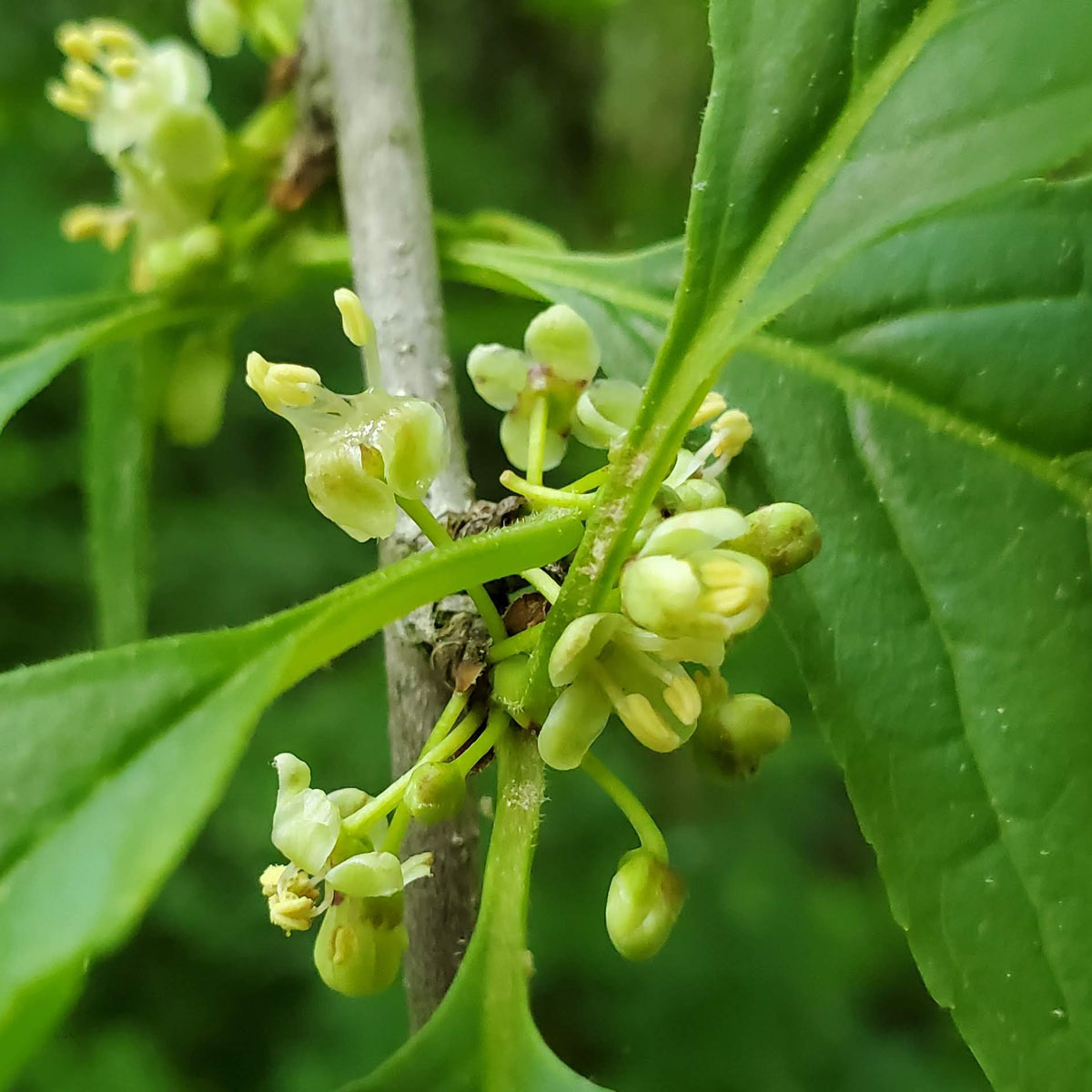 Mountain Holly (Ilex montana) [Aquifoliaceae] Male Flowers | Western ...