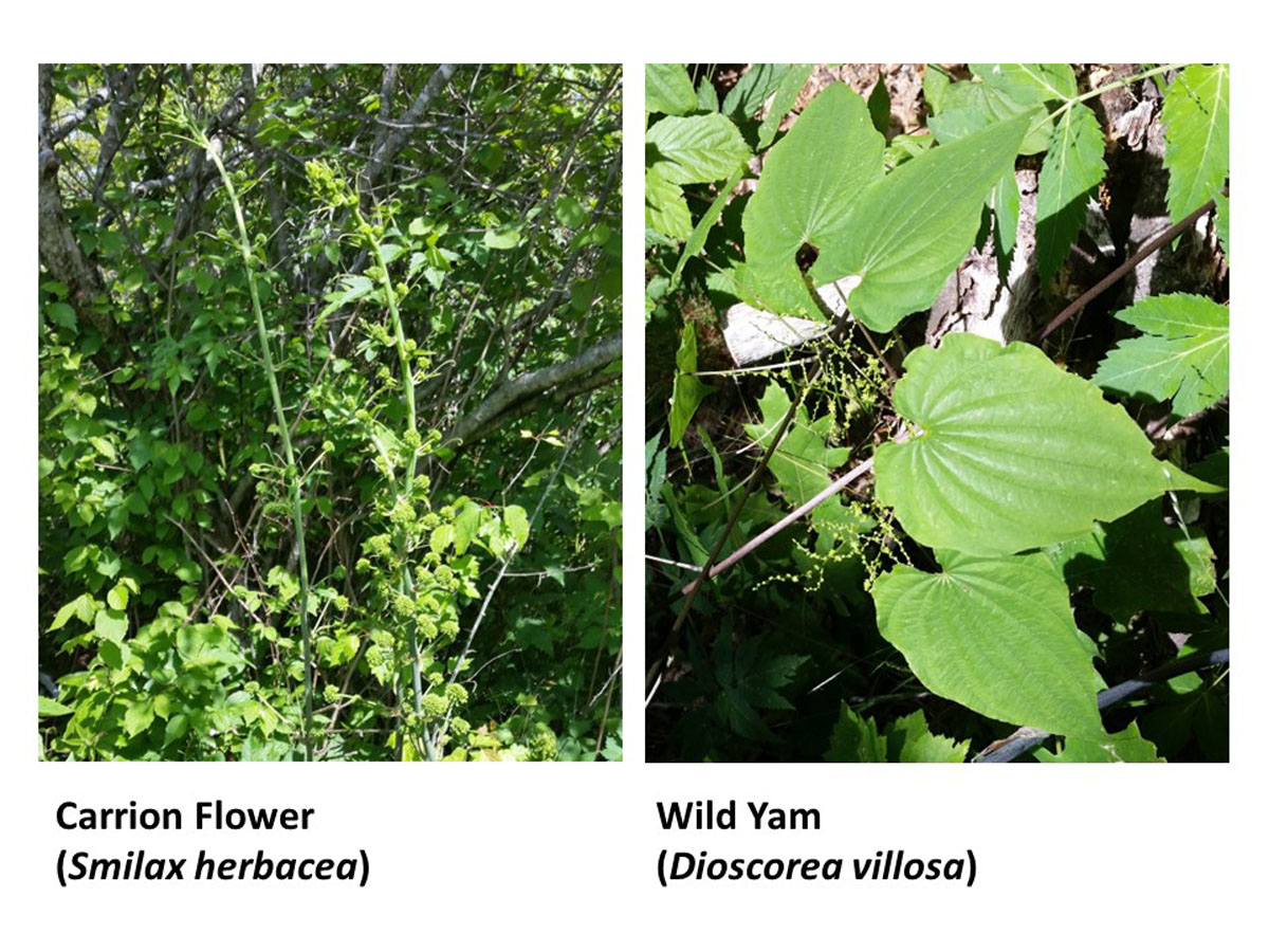 Western Carolina Botanical Club