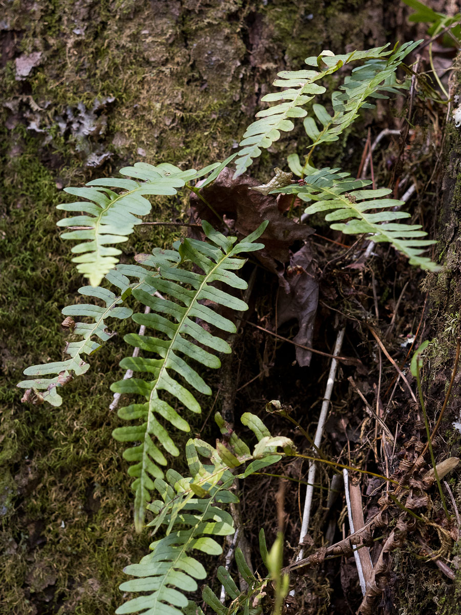 Appalachian Rock Cap Fern (Polypodium appalachianum) [Polypodiaceae ...