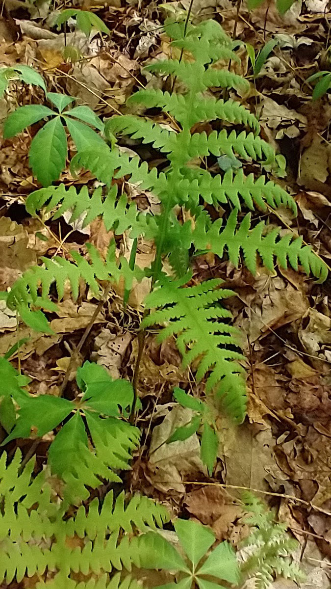Broad Beech Fern (Phegopteris hexagonoptera) | Western Carolina ...