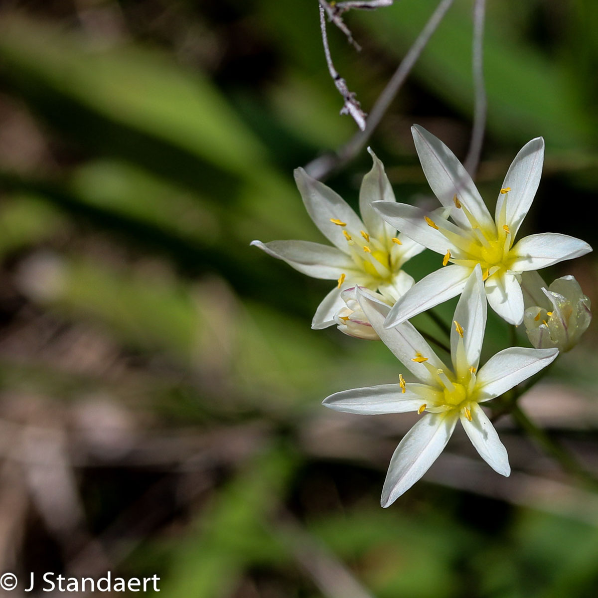 False Garlic (Nothoscordum bivalve) | Western Carolina Botanical Club