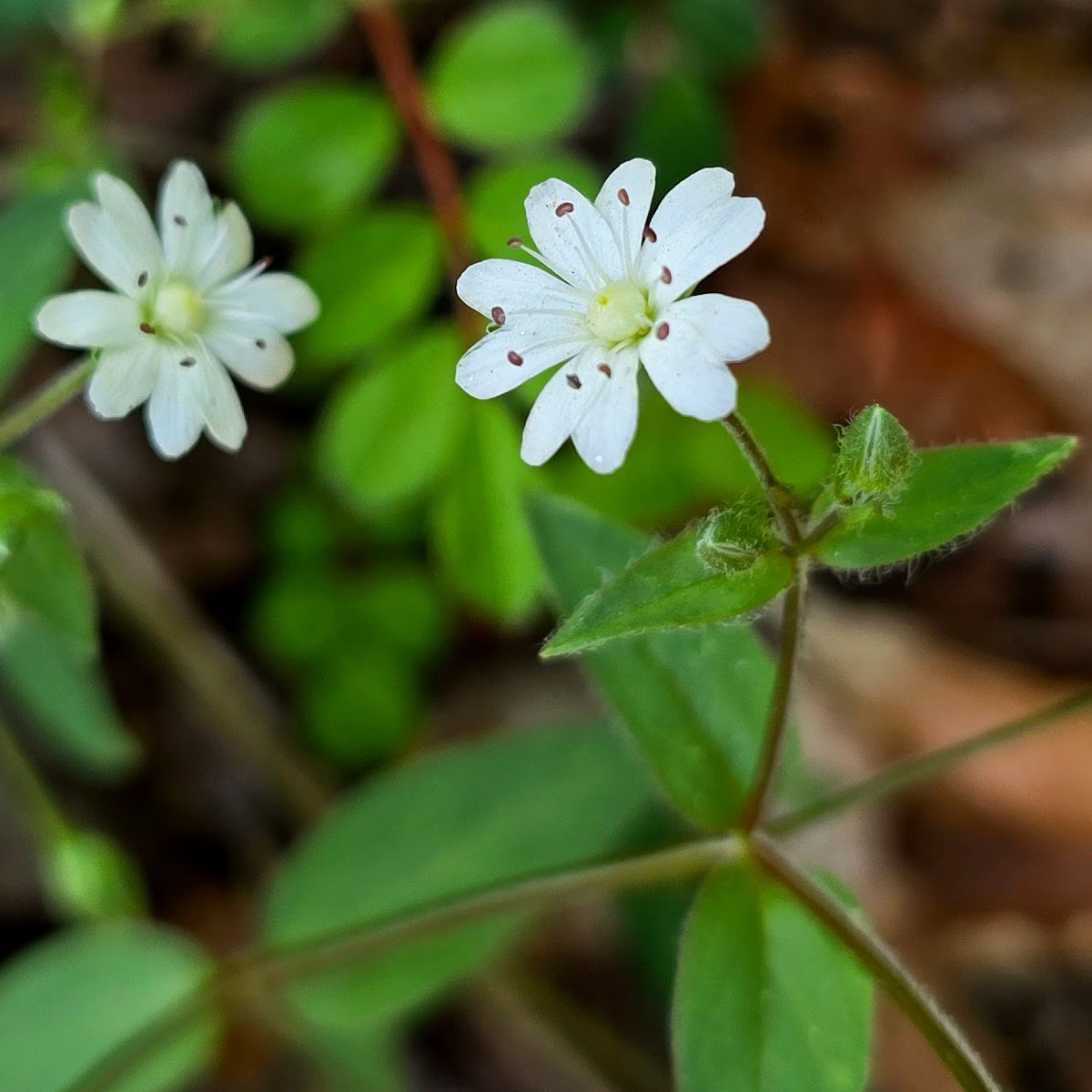 Giant or Star Chickweed (Stellaria pubera) Bloom | Western Carolina ...