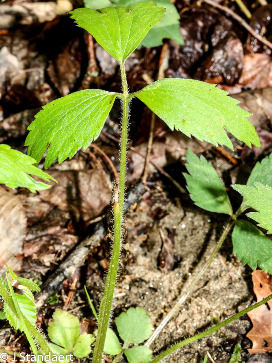 Hispid Buttercup (Ranunculus hispidus) | Western Carolina Botanical Club