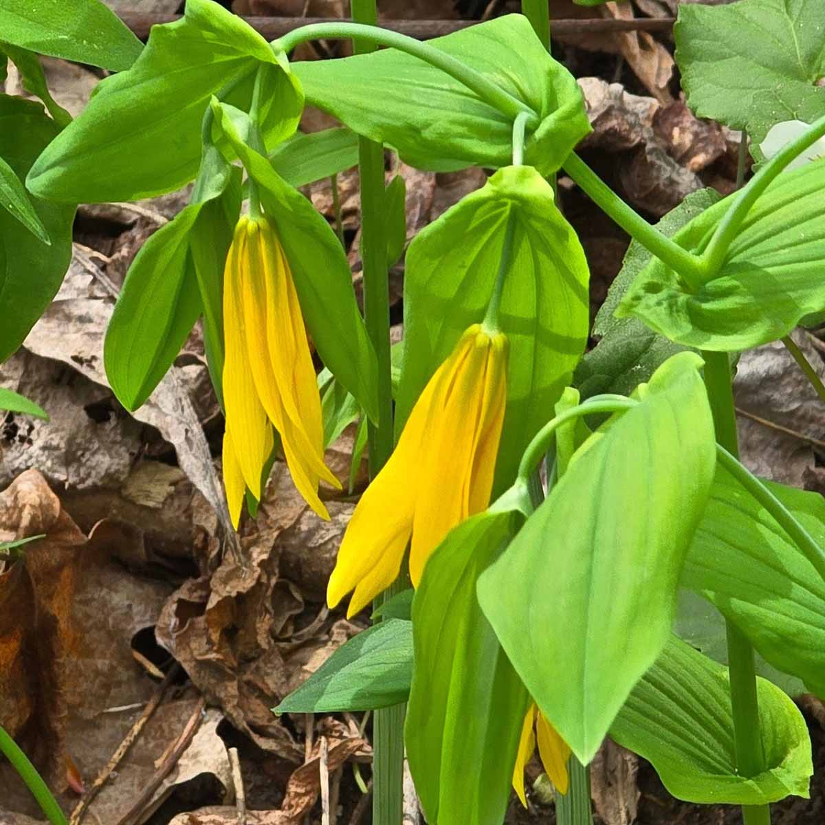 Large-flowered Bellwort (Uvularia grandiflora) [Liliaceae] Blooms ...