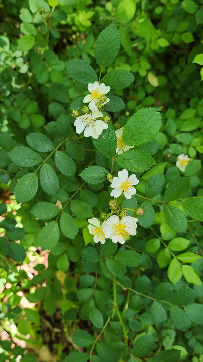 Multiflora Rose (Rosa multiflora*) | Western Carolina Botanical Club