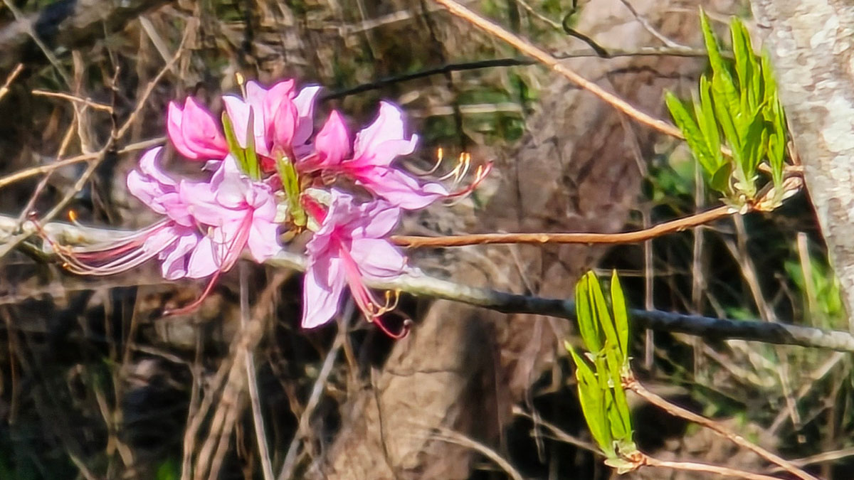Pinxter Flower (Rhododendron periclymenoides) [Ericaceae] | Western ...