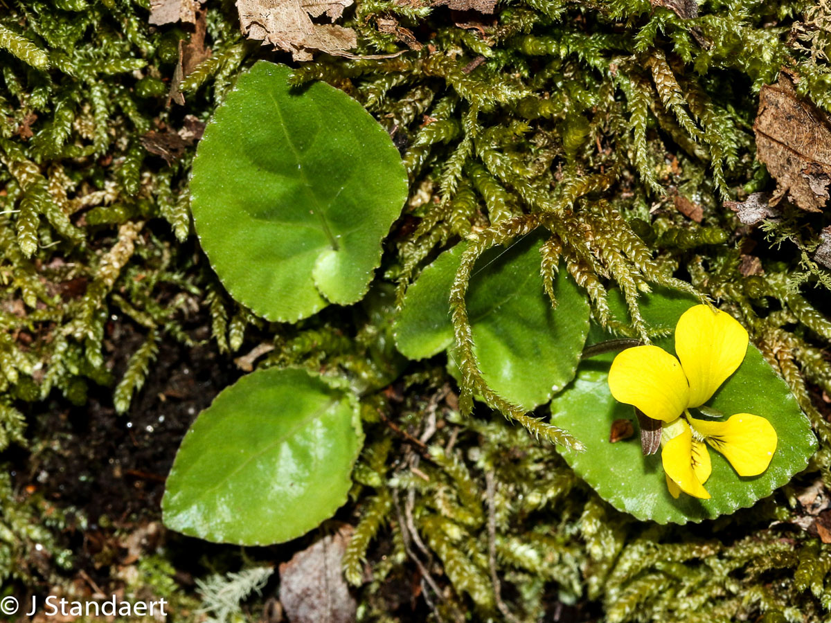 Round-leaved Yellow Violet (Viola rotundifolia) | Western Carolina ...