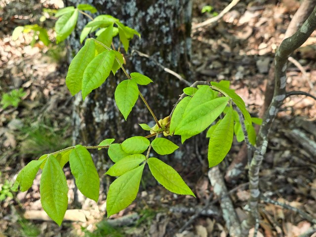 Sand Hickory (Carya pallida) Leaves | Western Carolina Botanical Club