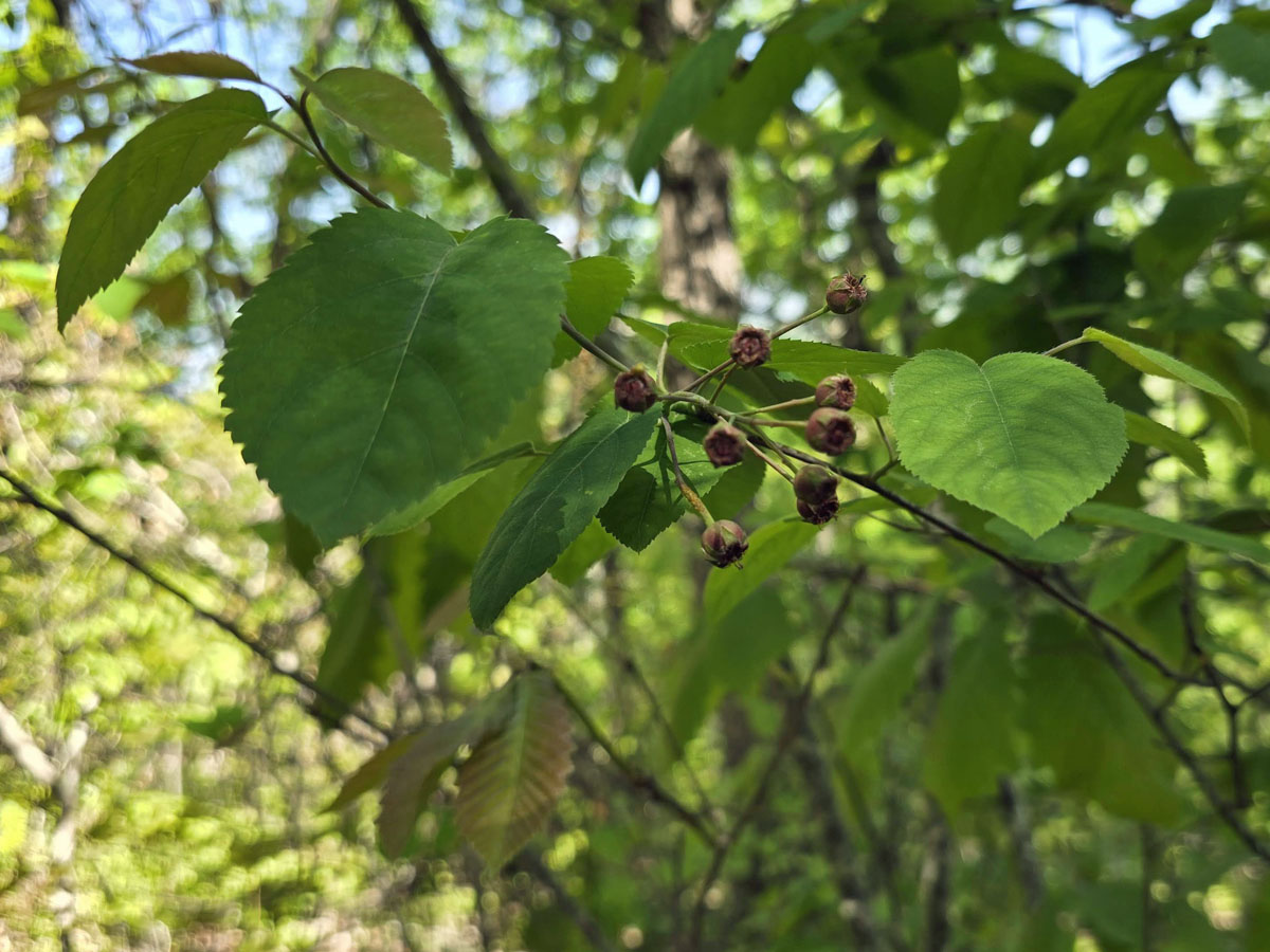 Serviceberry (Amelanchier arborea) Fruit | Western Carolina Botanical Club