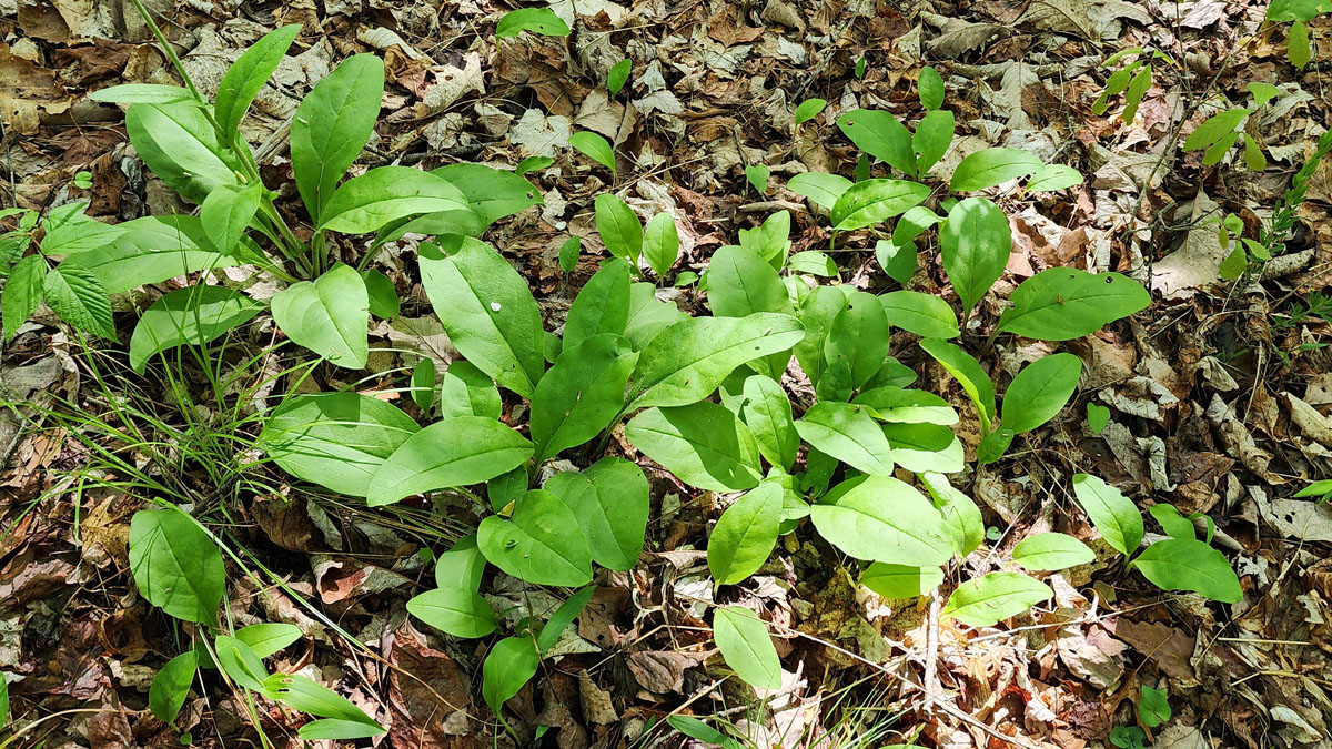 Wild Comfrey (Cynoglossum virginianum) [Boraginaceae] | Western ...