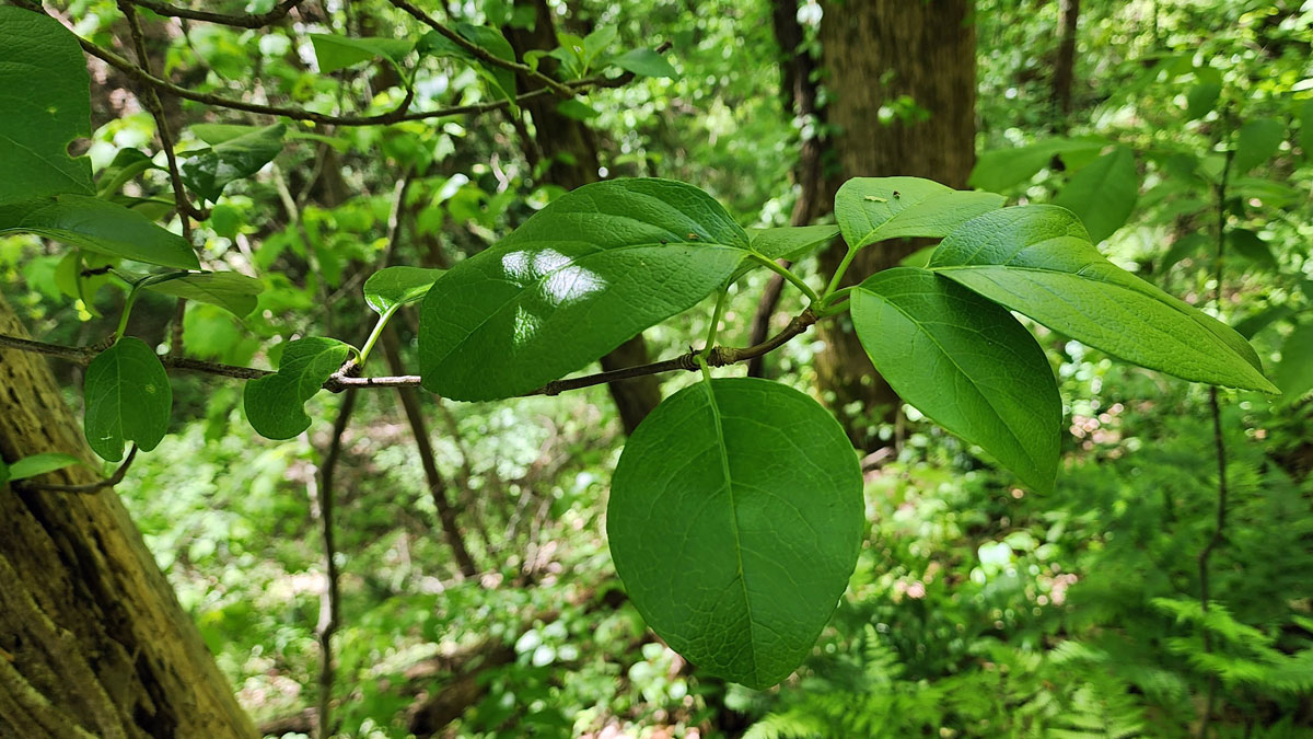 Woodvamp; Climbing Hydrangea (Decumaria barbara) [Hydrangeaceae ...