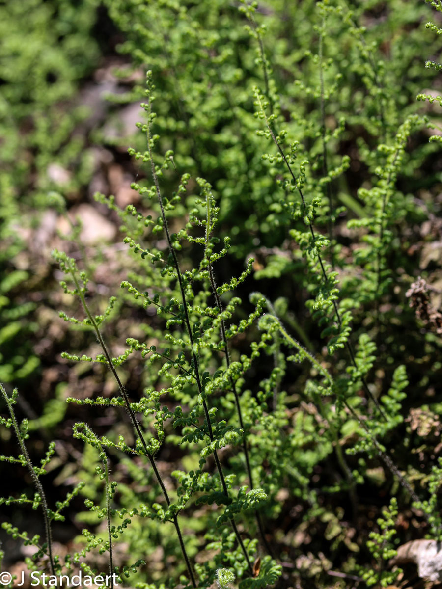 Woolly Lip Fern (Cheilanthes tomentosa) [Pteridaceae] | Western ...