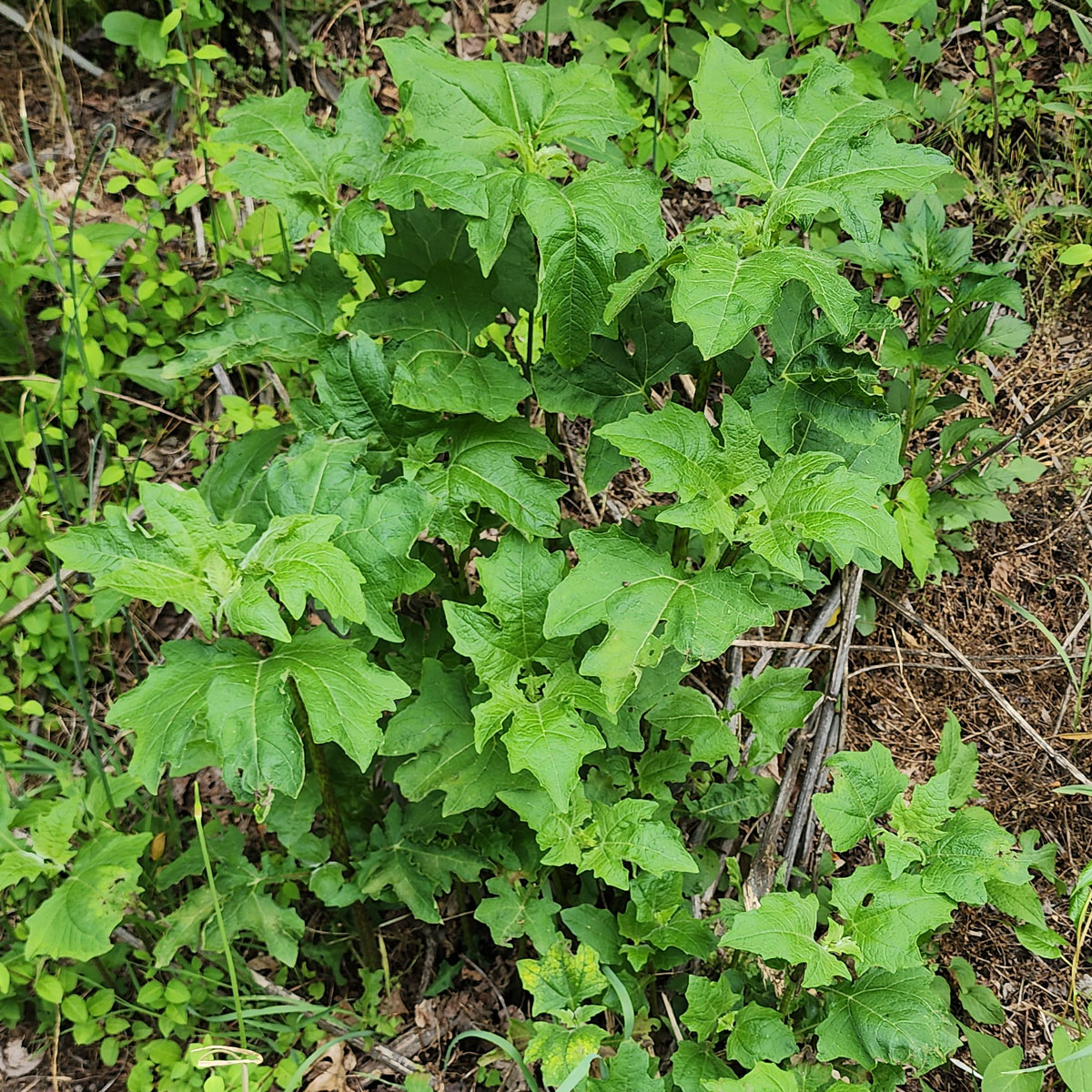 Bearsfoot; Yellow Leafcup (Smallanthus uvedalia) [Asteraceae] | Western ...