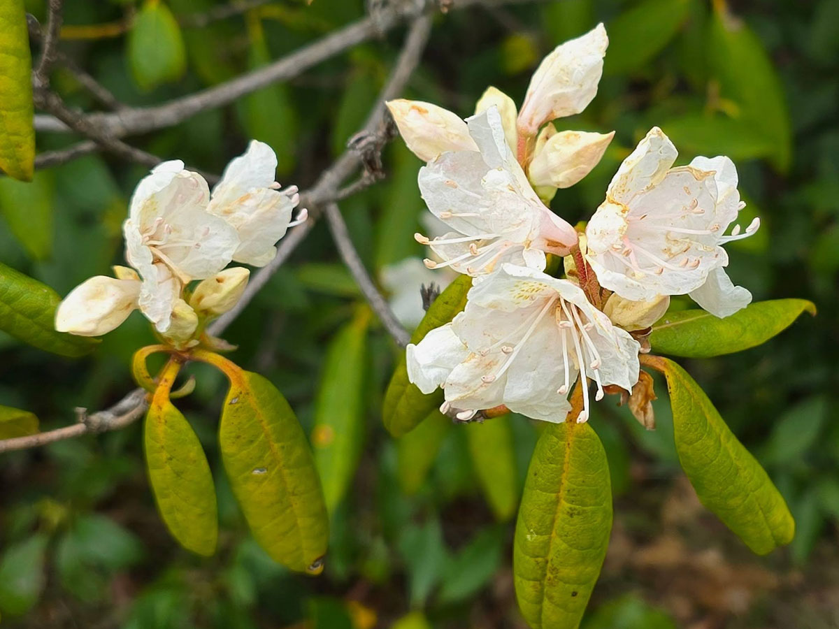 Carolina Azalea (Rhododendron minus var. minus) Blooms | Western ...