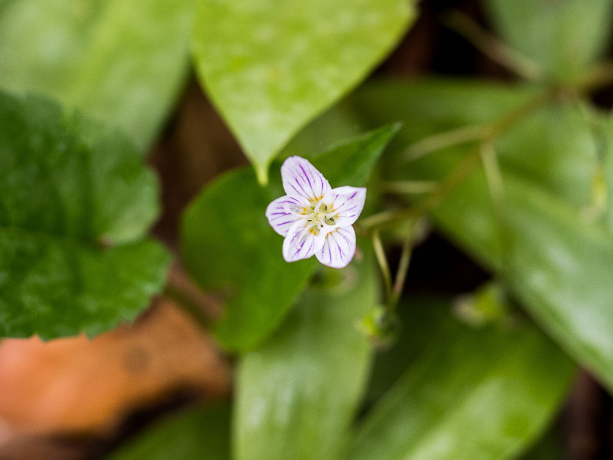 Carolina Spring Beauty (Claytonia caroliniana) | Western Carolina ...