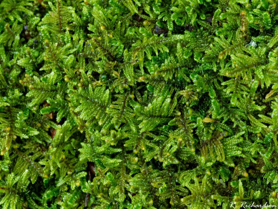 Feather Moss (Callicladium imponens; Hypnum imponens) | Western ...