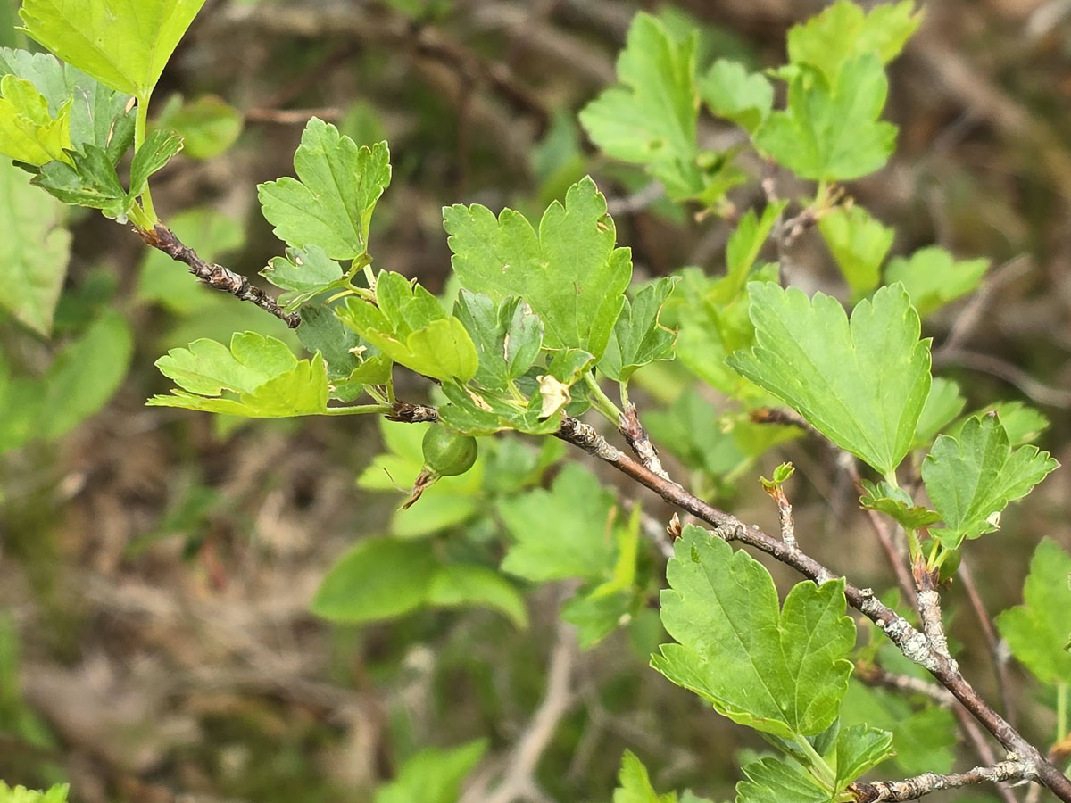 Gooseberry (Ribes rotundifolium) [Saxifragaceae] Fruit and Leaves ...
