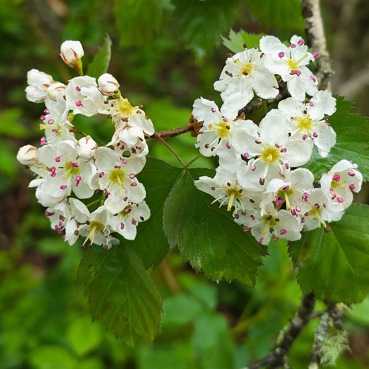 Hawthorn (Crataegus sp.) Blooms | Western Carolina Botanical Club