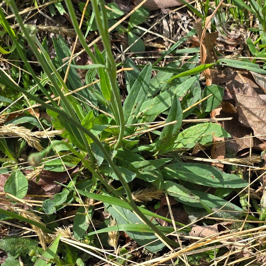 King Devil; Field Hawkweed (Hieracium caespitosum*) [Asteraceae ...