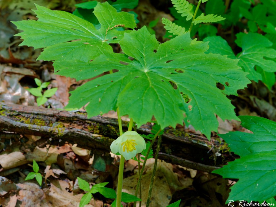 May Apple; Mandrake (Podophyllum peltatum) [Berberidaceae] | Western ...