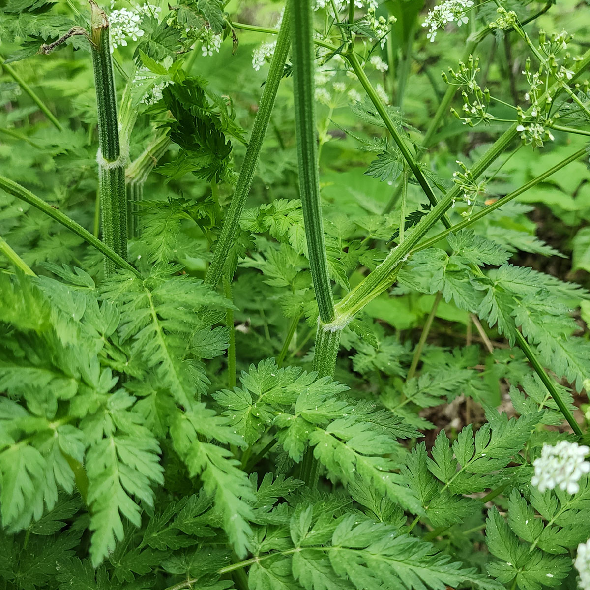 Wild Chervil, Cow Chervil (Anthriscus sylvestris* ) [Apiaceae] Stems ...