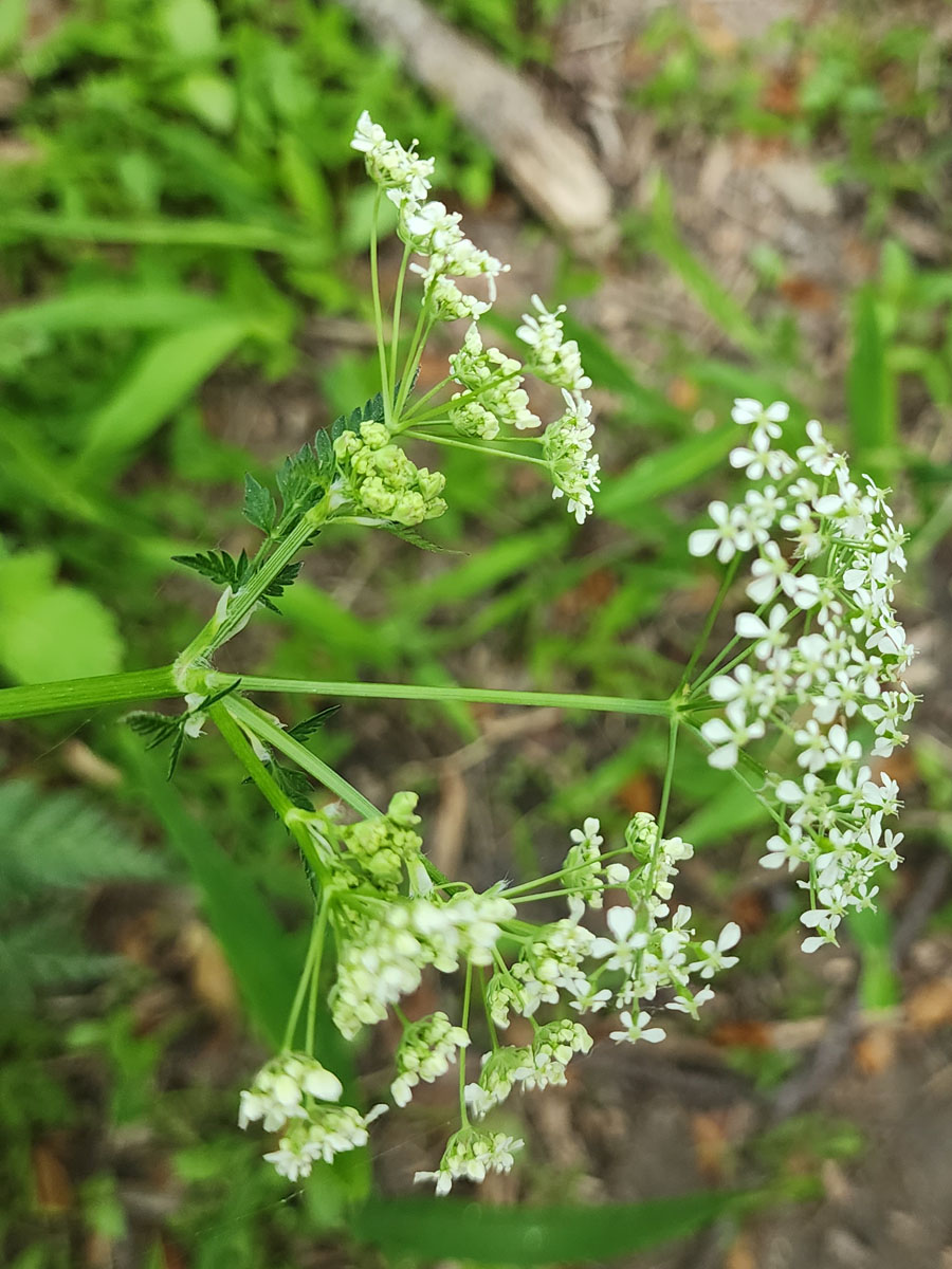 Wild Chervil, Cow Chervil (Anthriscus sylvestris* ) [Apiaceae] Flowers ...