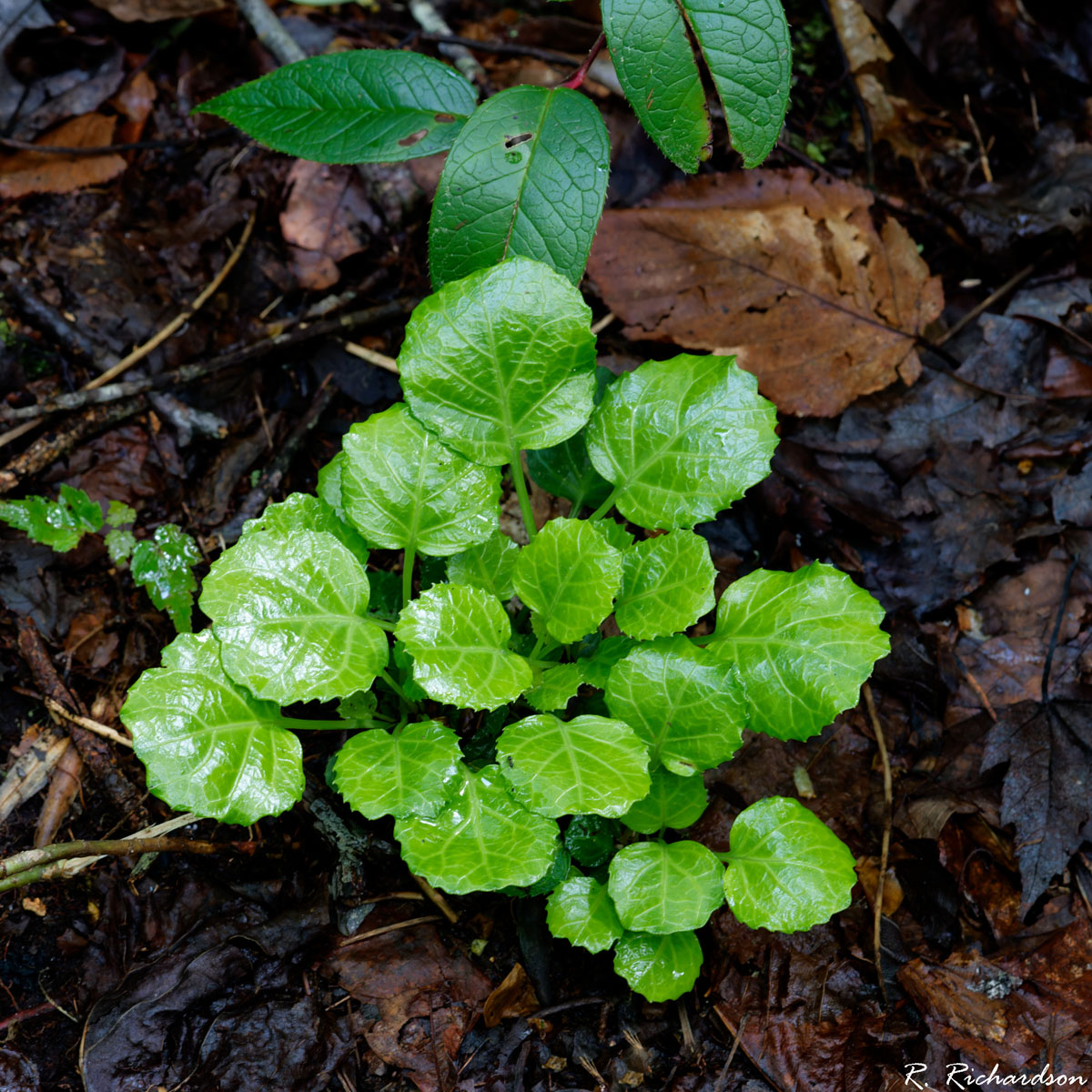 Oconee Bells; Shortia (Shortia galacifolia) [Diapensiaceae] | Western ...
