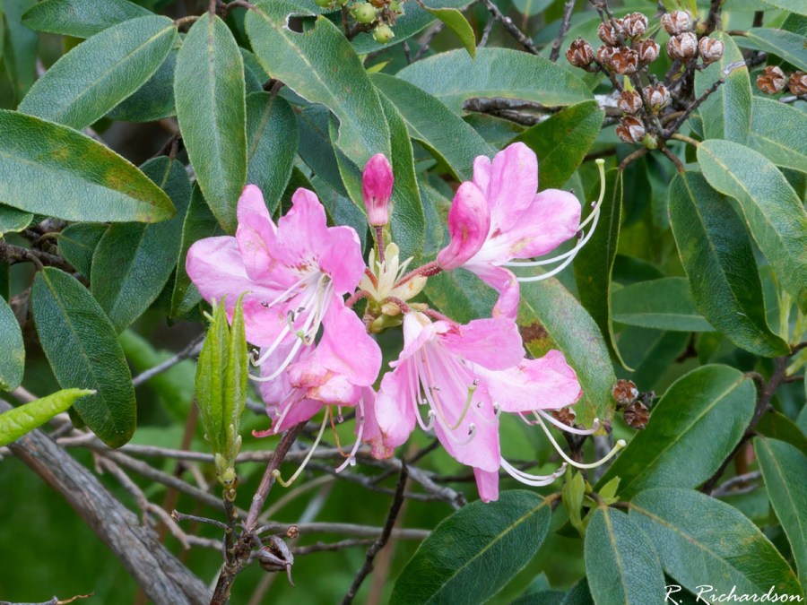 Pinkshell Azalea (Rhododendron vaseyi) | Western Carolina Botanical Club