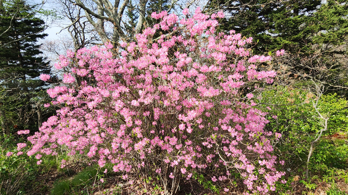 Pinkshell Azalea (Rhododendron vaseyi) [Ericaceae] | Western Carolina ...