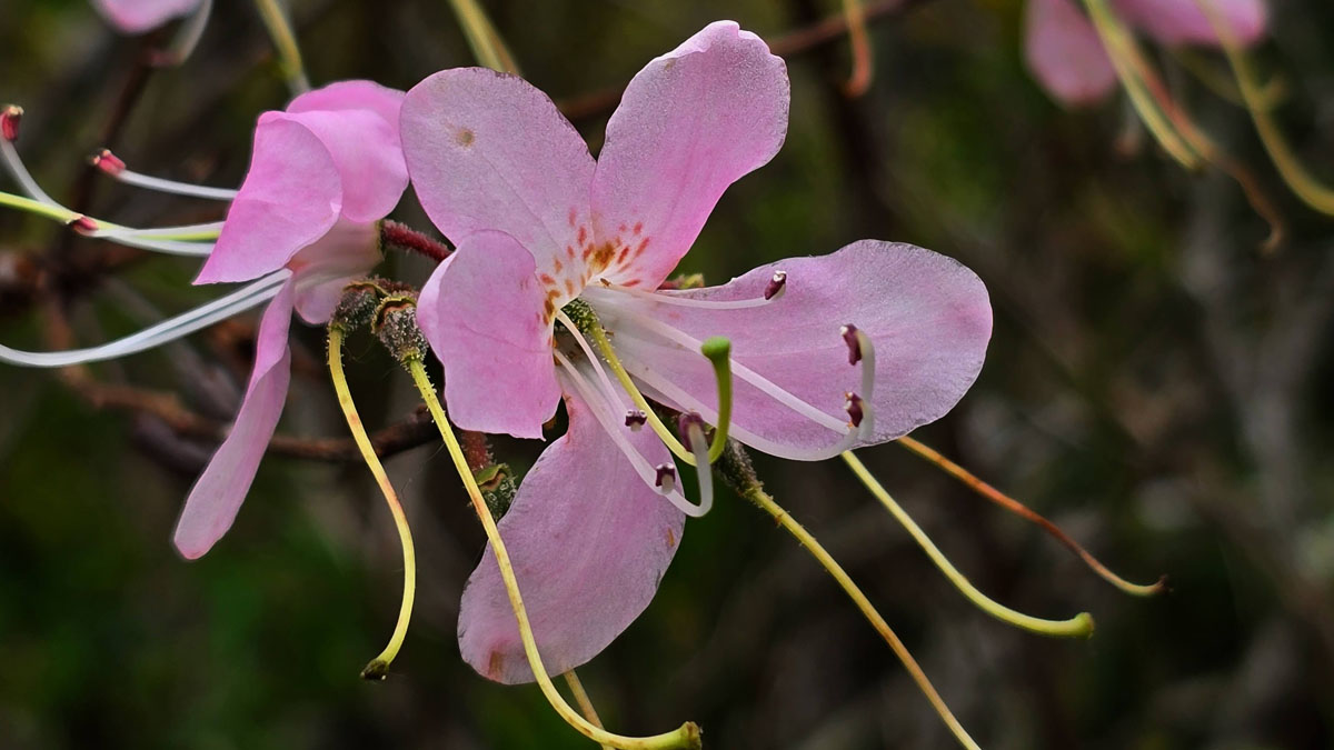 Pinkshell Azalea (Rhododendron vaseyi) [Ericaceae] | Western Carolina ...