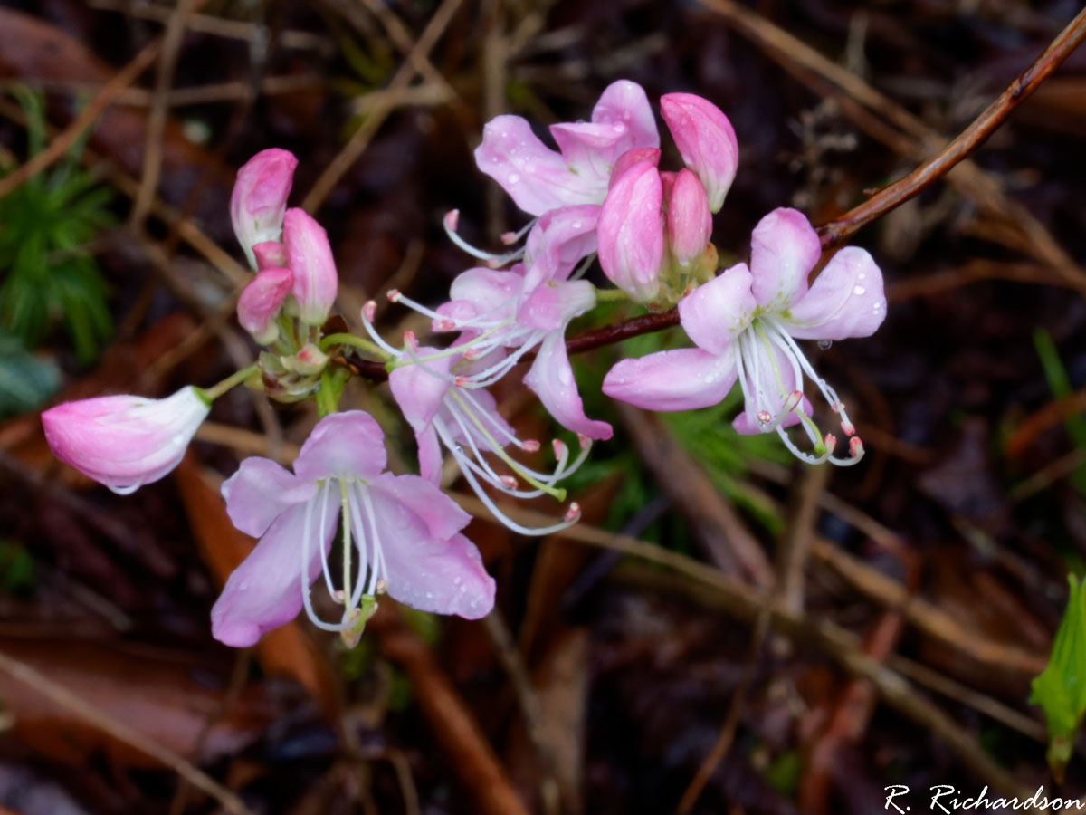 Pinkshell Azalea (Rhododendron vaseyi) | Western Carolina Botanical Club