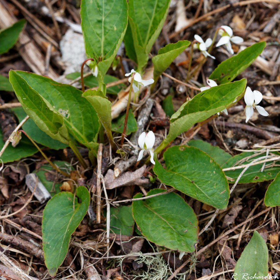 Primrose-leaved Violet (Viola primulifolia) [Violaceae] | Western ...