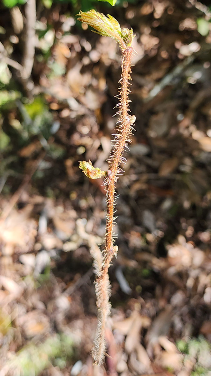 Purple-flowering Raspberry (Rubus odoratus) [Rosaceae] Stem | Western ...