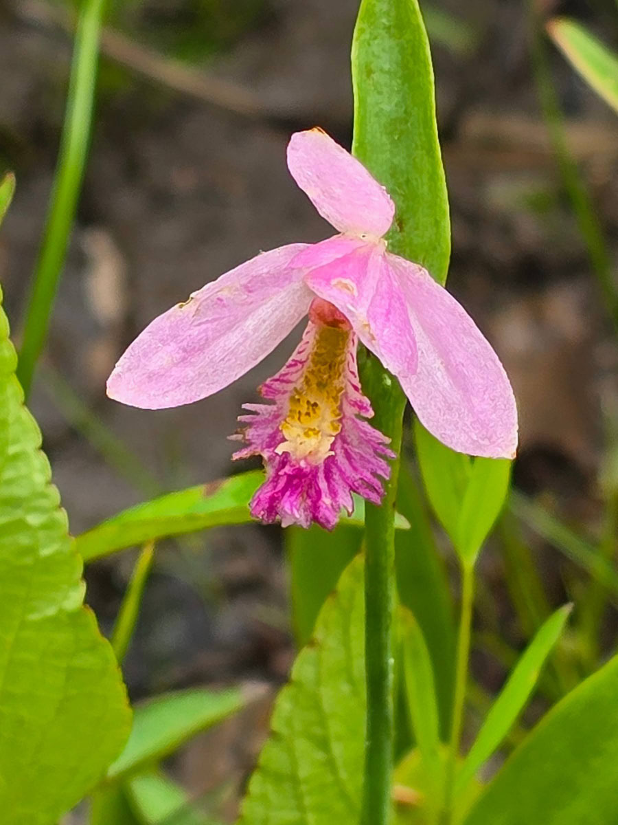 Rose Pogonia; Snake Mouth Orchid (Pogonia ophioglossoides) [Orchidaceae ...
