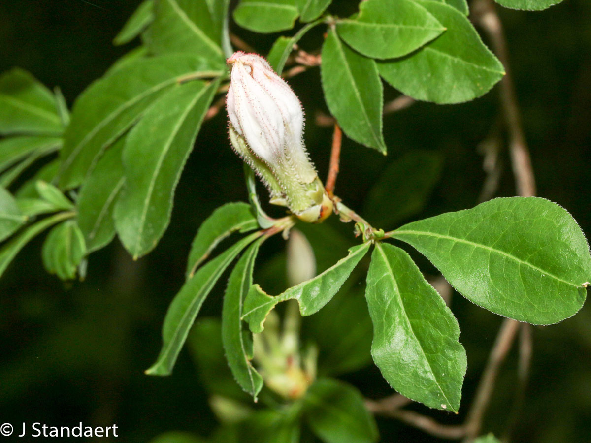 Smooth Azalea (Rhododendron arborescens) | Western Carolina Botanical Club