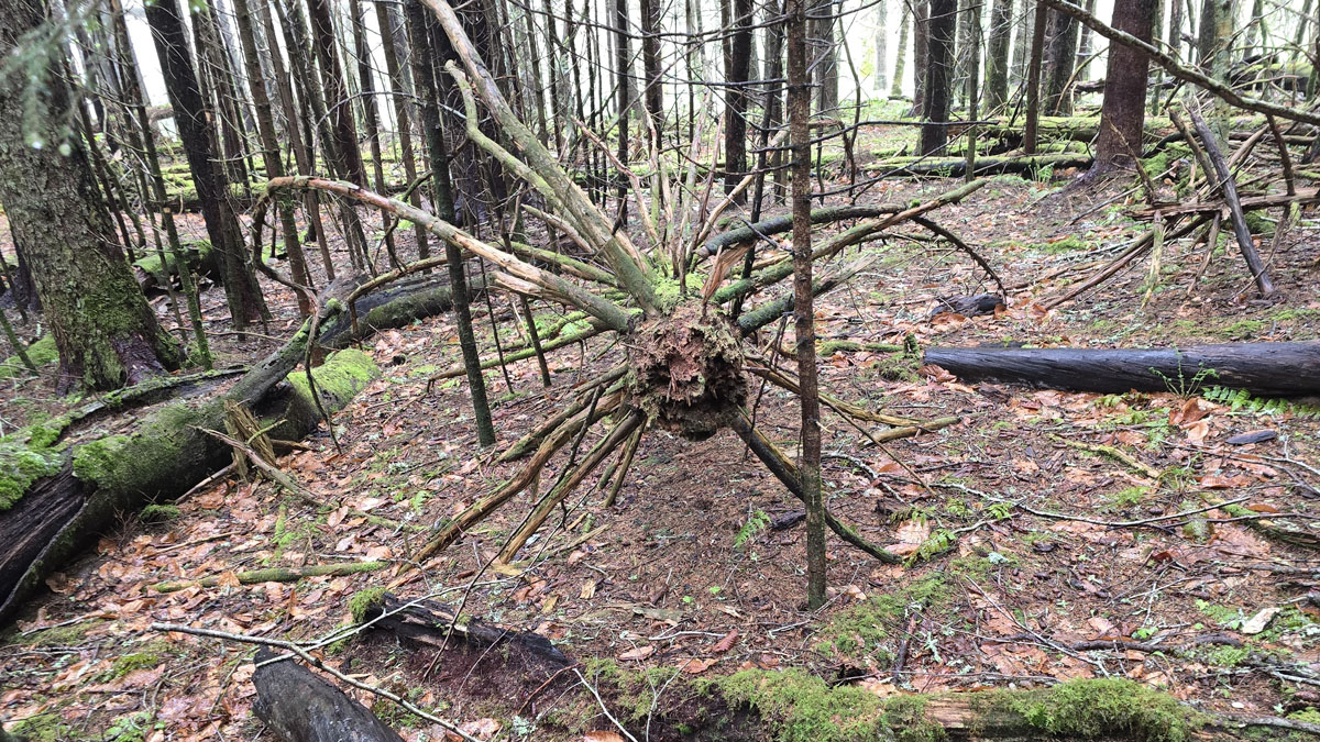 Spider Log | Western Carolina Botanical Club