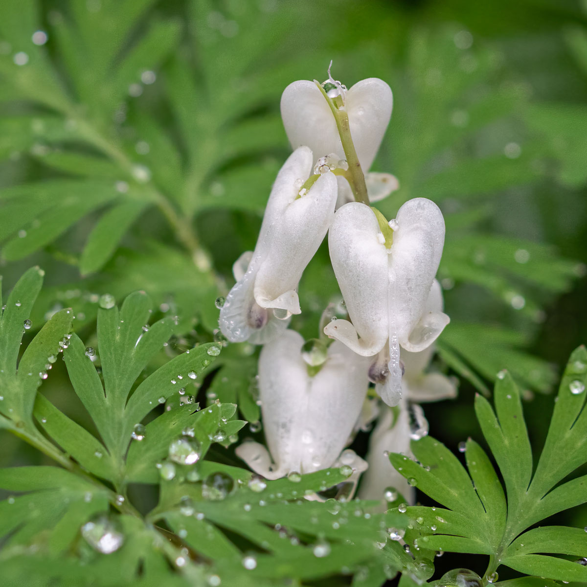 Squirrel Corn (Dicentra canadensis) | Western Carolina Botanical Club
