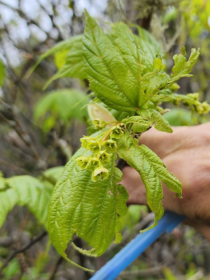 Striped Maple (Acer pensylvanicum) With Blue Pen | Western Carolina ...