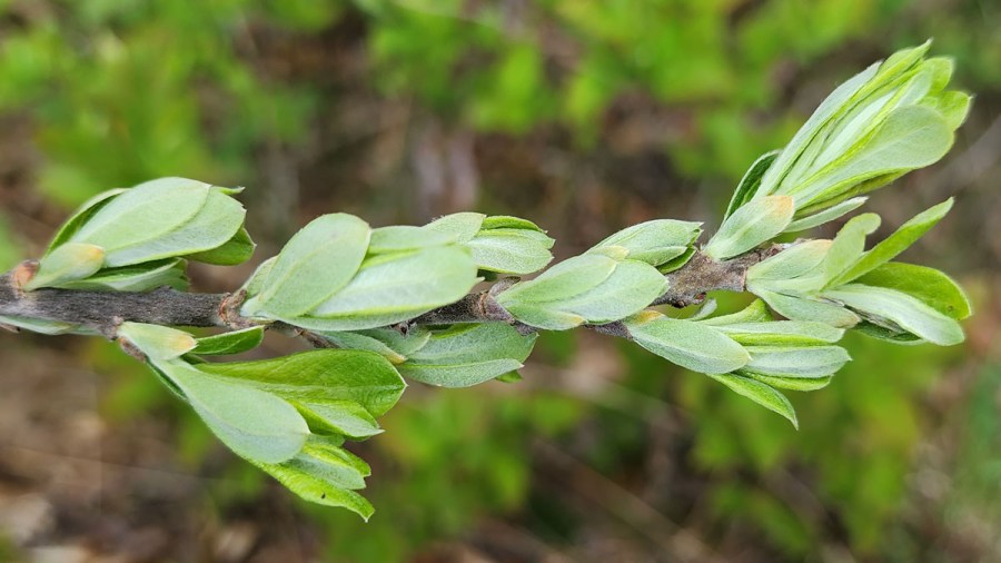 Upland Willow (Salix humilis) Twig | Western Carolina Botanical Club