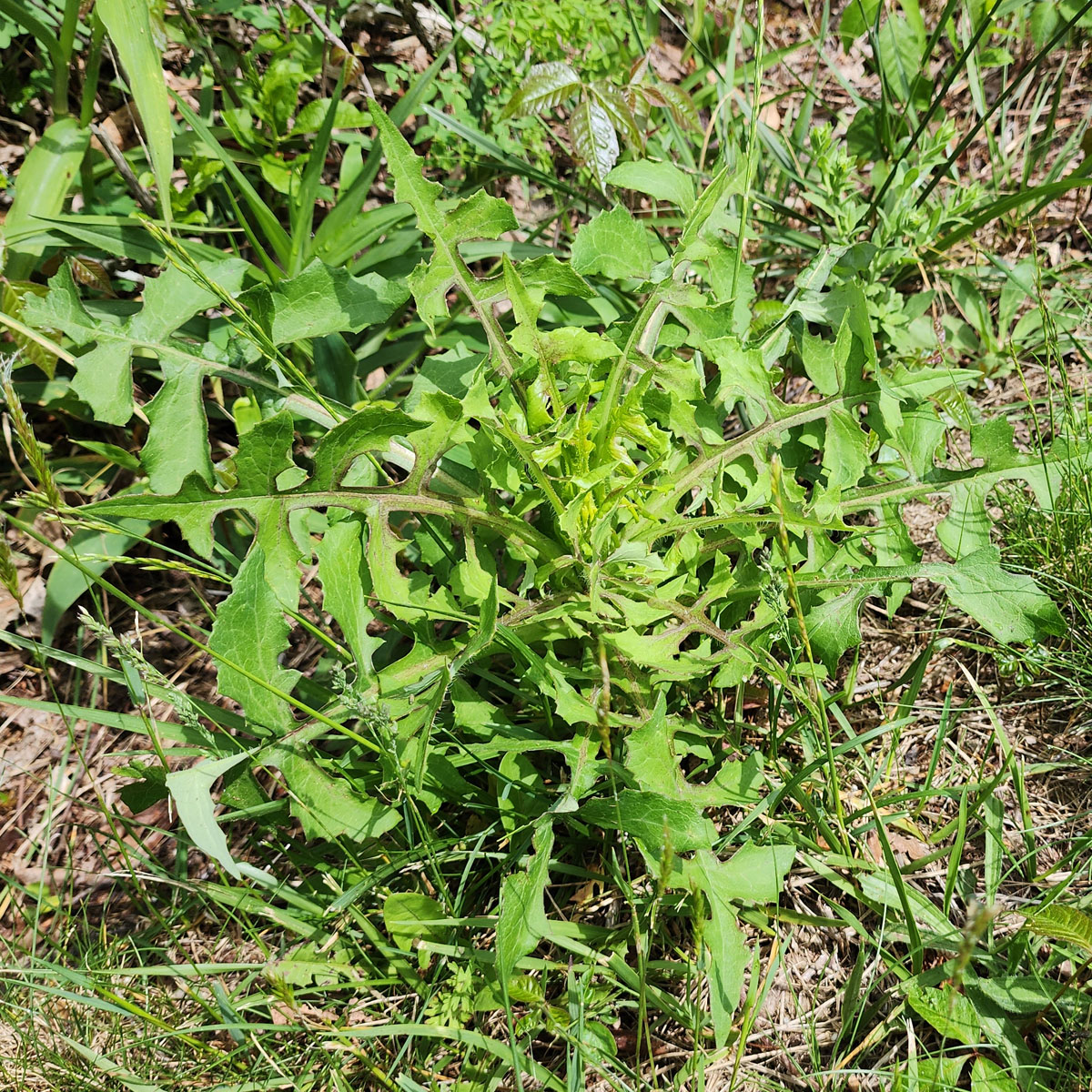 Wild Lettuce (Lactuca canadensis) | Western Carolina Botanical Club