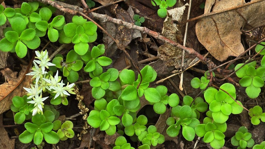 Wild Stonecrop (Sedum ternatum) | Western Carolina Botanical Club