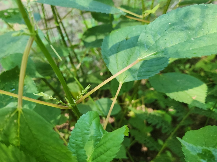 False Nettle (Boehmeria cylindrica) Developing Flowers | Western ...