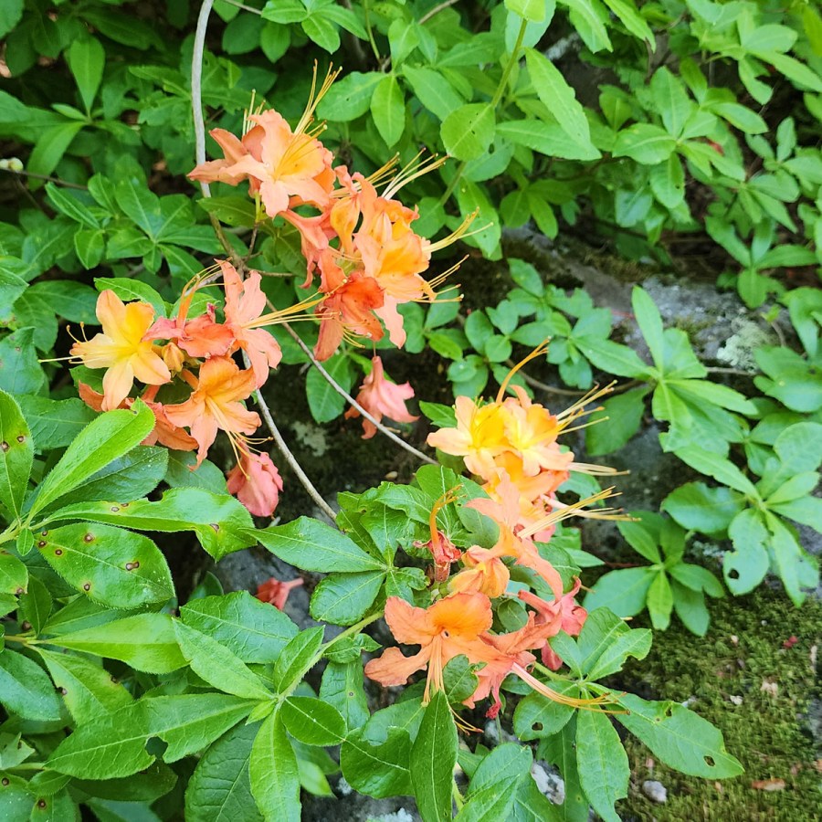 Flame Azalea (Rhododendron calendulaceum) | Western Carolina Botanical Club