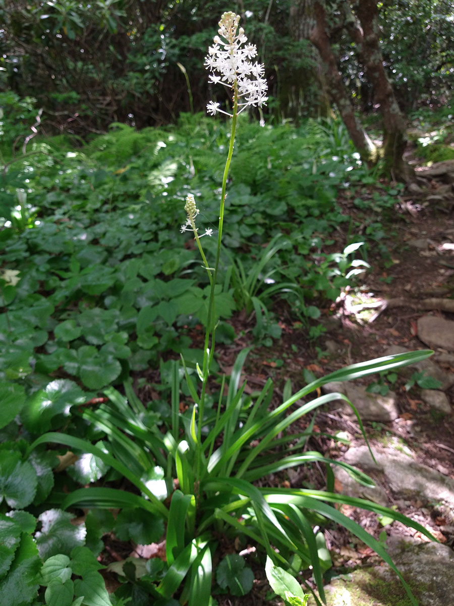 Fly Poison (Amianthium muscitoxicum) | Western Carolina Botanical Club