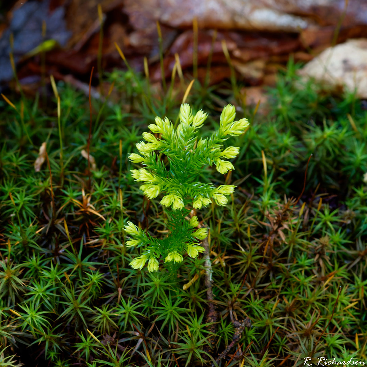 Ground Pine (Lycopodium obscurum) | Western Carolina Botanical Club