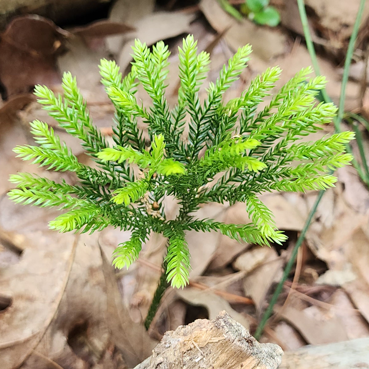 Ground Pine (Lycopodium obscurum) | Western Carolina Botanical Club