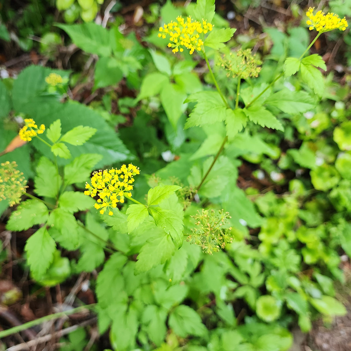 Hairy-jointed Meadow Parsnip (Thaspium barbinode ) [Apiaceae] Plant ...